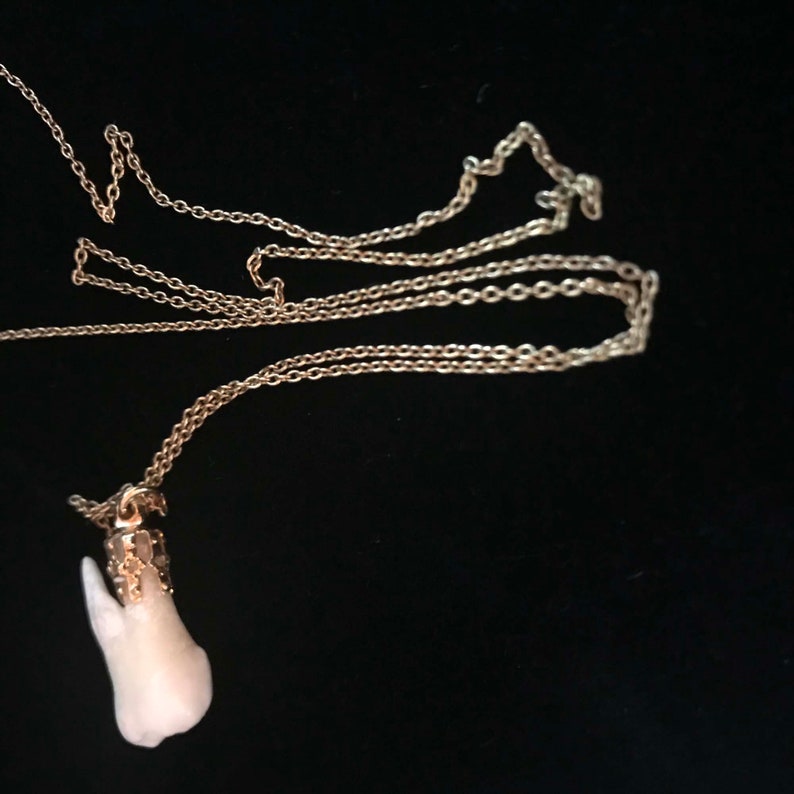 Real Human Molar Tooth Necklace//12k Gold 24fine Cable | Etsy