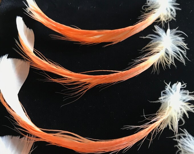 6 Cockatoo Feathers//6//real Naturally Molted Moluccan Cockatoo Crest ...