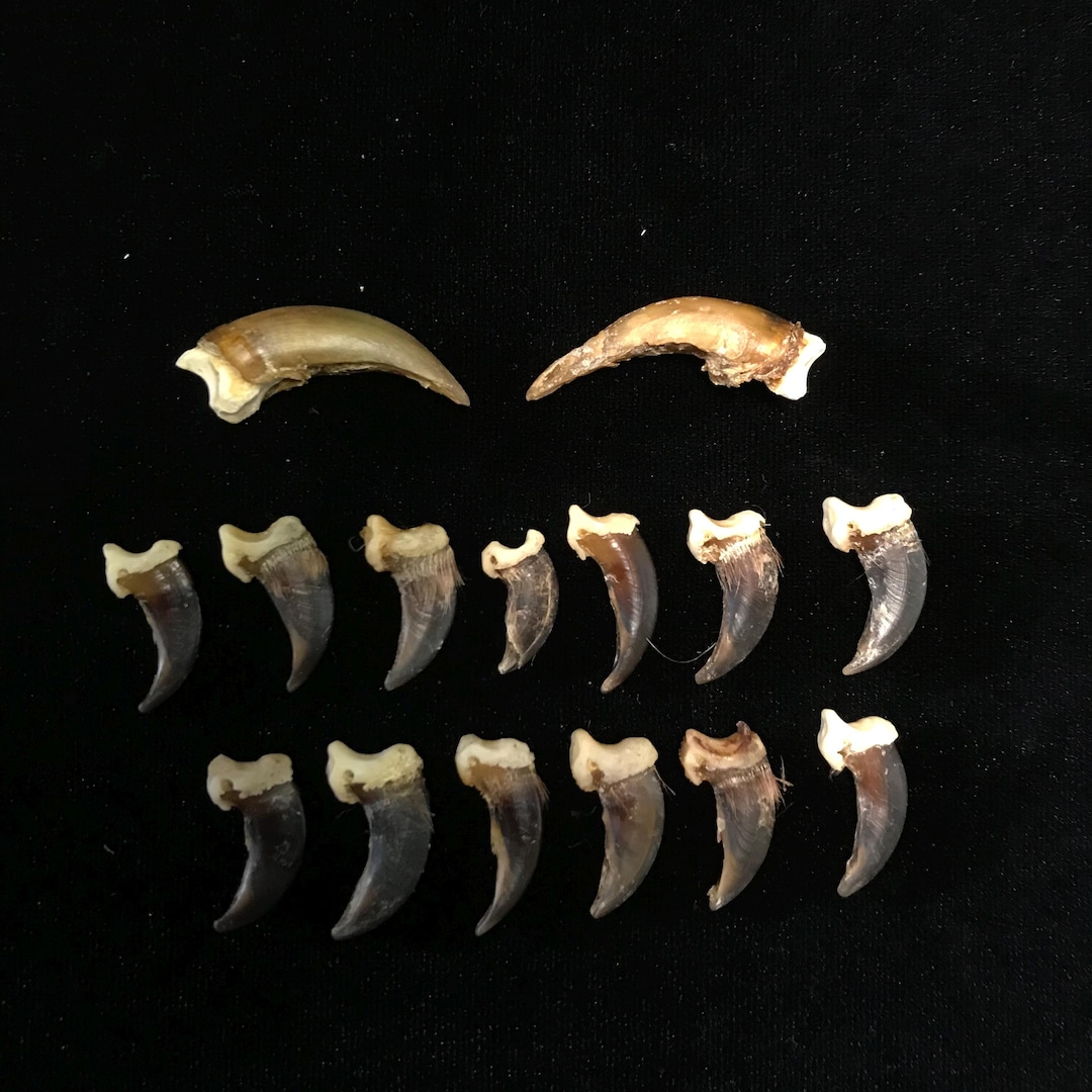 15 Piece Claw Collection//nature Oddities//real Claw Collection//real ...