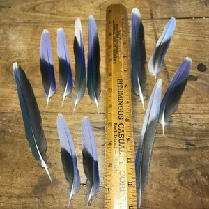 11 Blue PARROT Feathers//4-7//naturally Molted Feathers//exotic Bird ...