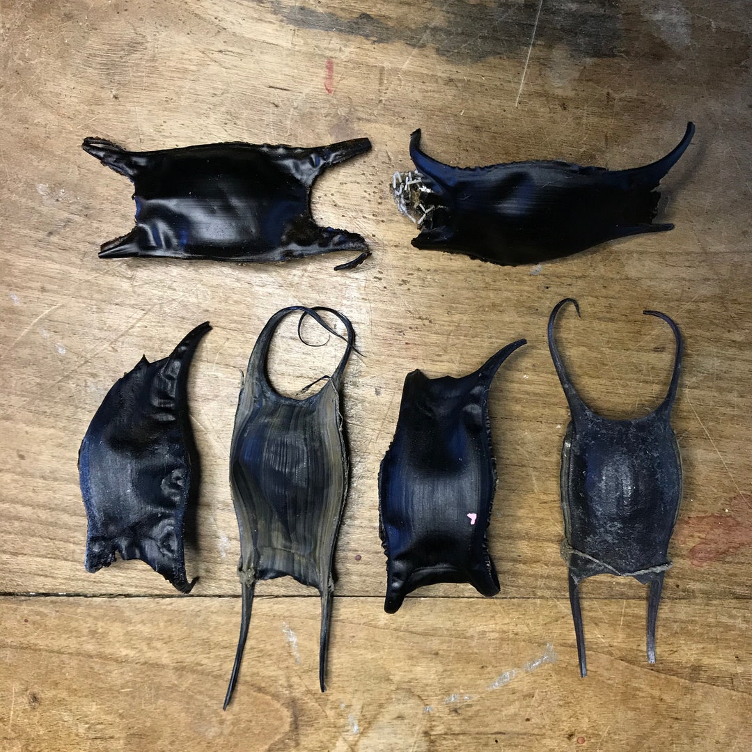 Set of 6 Real Skate Eggs//real Skate Shark Eggs//mermaid's - Etsy