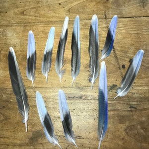 11 Blue PARROT Feathers//4-7//naturally Molted Feathers//exotic Bird ...