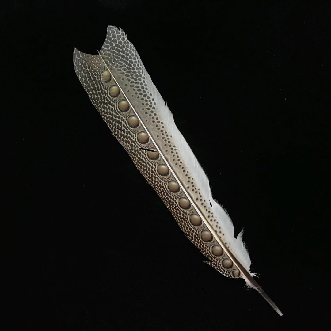 Large Argus Feather 38cm, 15 Inches//real Argus Pheasant Feather//argus ...
