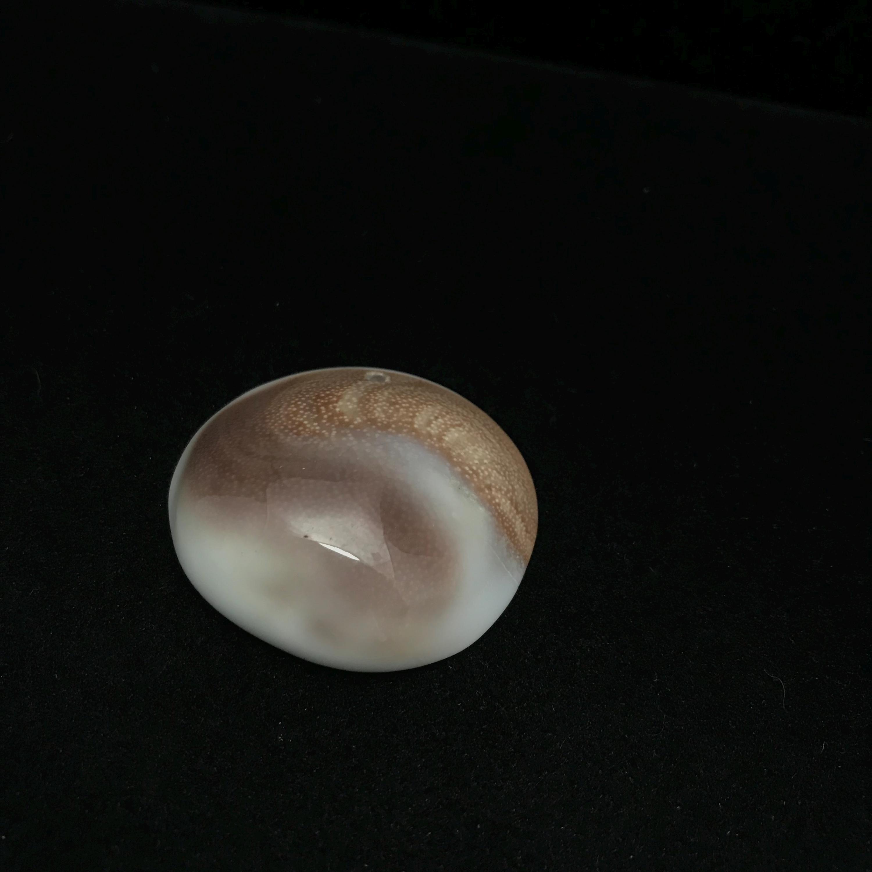 Large Operculum, Real Shiva's Eye #2 - Etsy