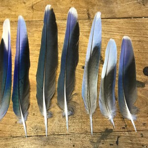 11 Blue PARROT Feathers//4-7//naturally Molted Feathers//exotic Bird ...