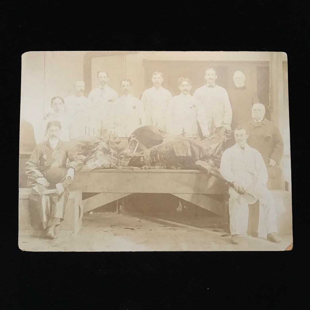 Veterinary School Autopsy Cabinet Card 1890//victorian Photograph ...