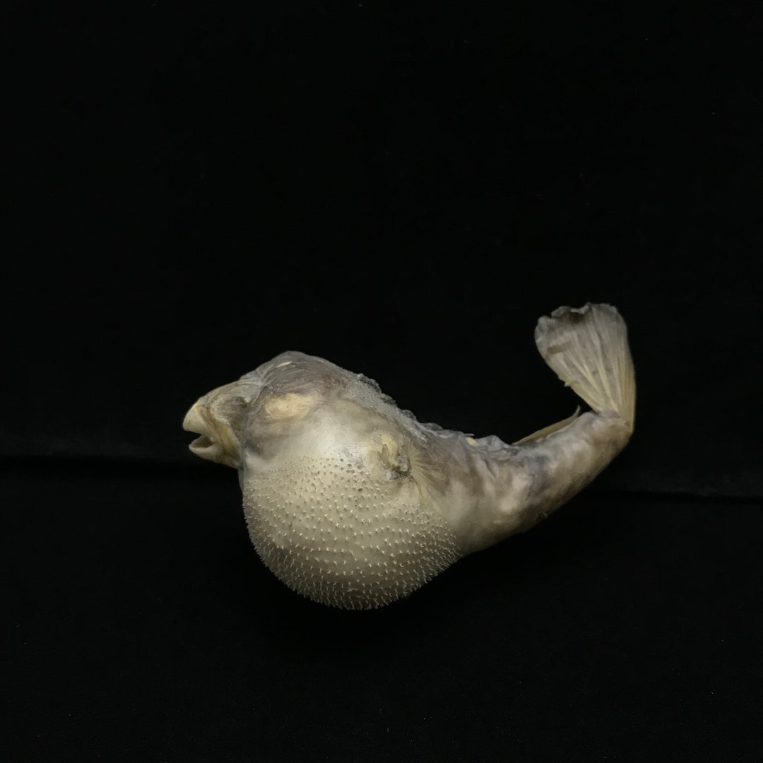 Taxidermy Blowfish/dried Real Puffer Fish/taxidermy Sea Life/taxidermy ...
