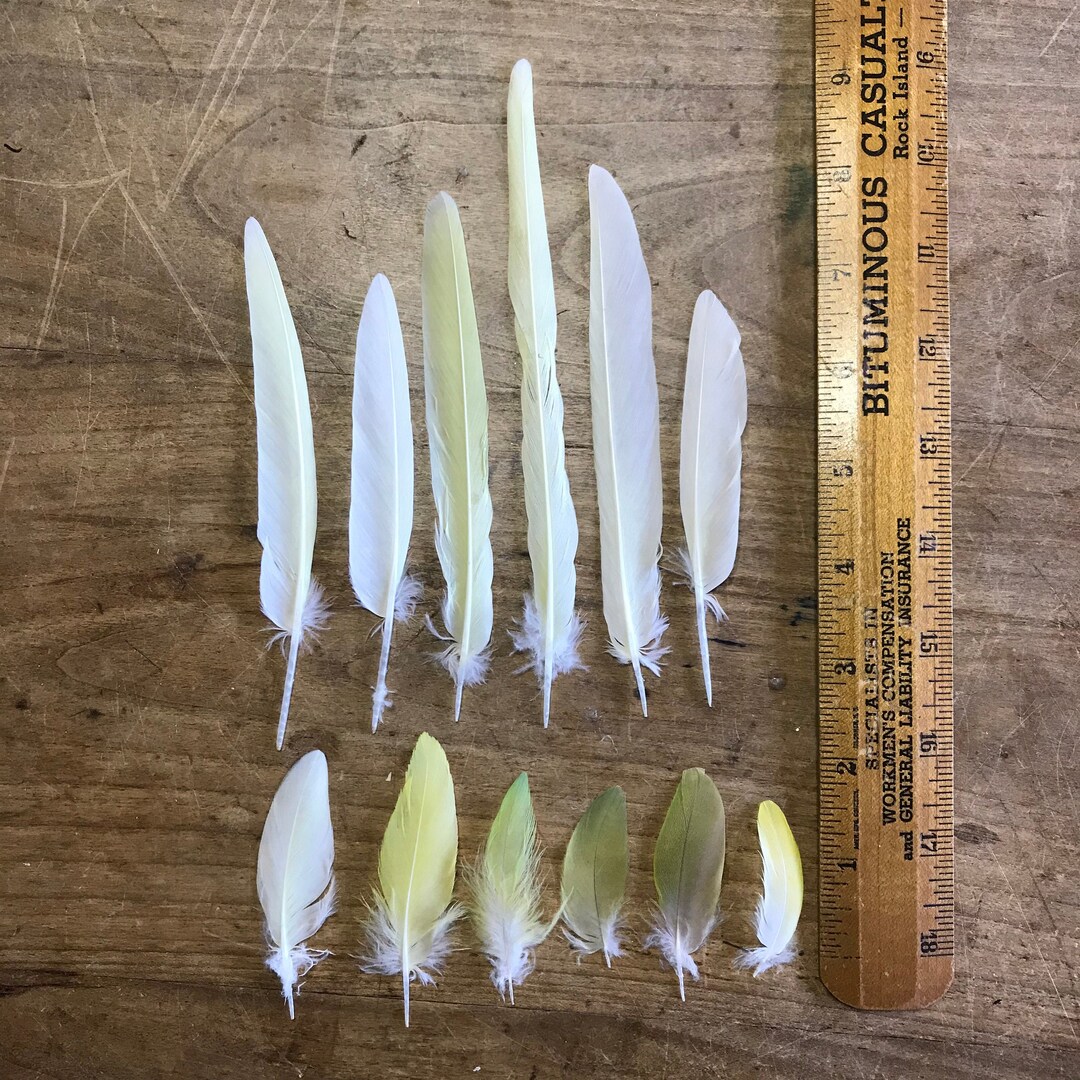 12 Yellow Small Parrot Feathers//1.5 to 6.5 //real Naturally Molted ...