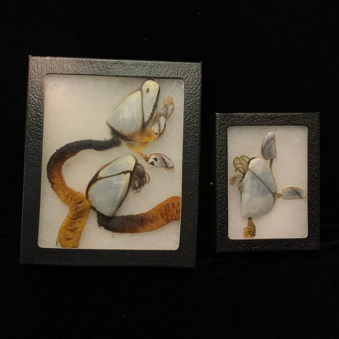 Pair of Real Gooseneck Barnacles//goose Barnacle//real Barnacle ...