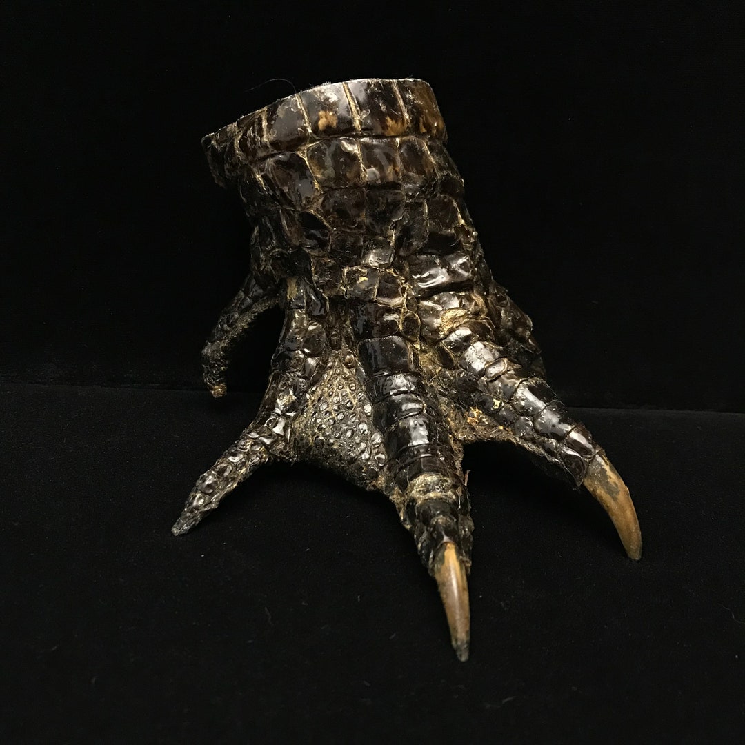 Real Alligator Foot//large Alligator Foot//taxidermy Alligator Foot ...