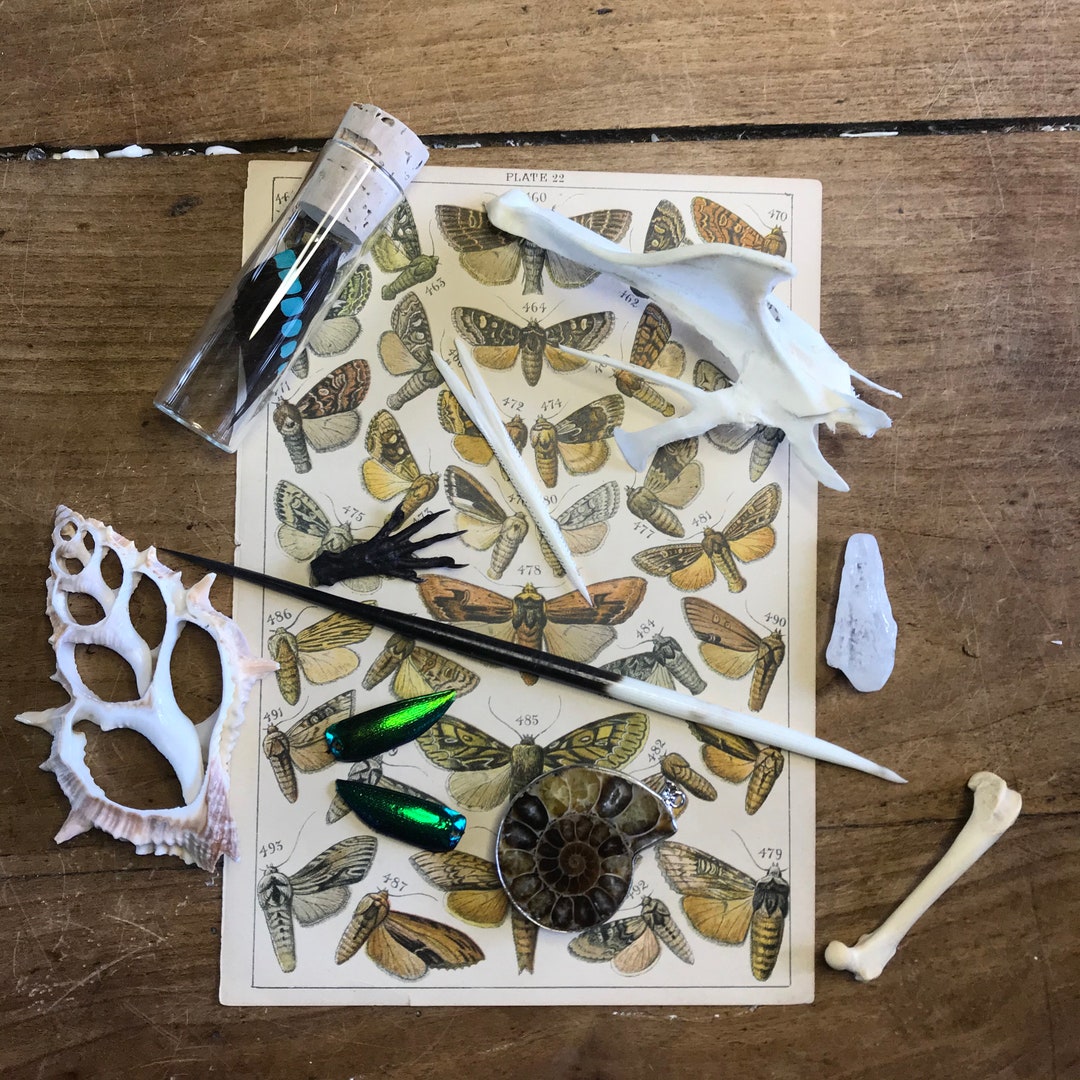 10 Item Curiosity Box // Mystery Gift Box // Real Bones Mystery Box ...