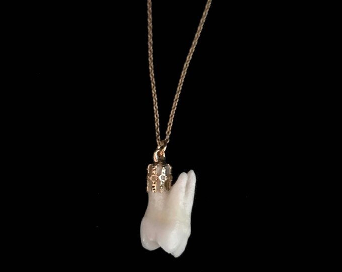 Real Human Molar Tooth Necklace//12k Gold 24"fine Cable Chain//dainty ...