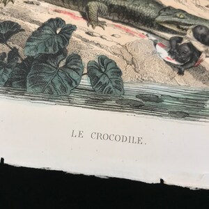 Antique Crocodile Print C.1880//original Hand Colored Crocodile Print ...