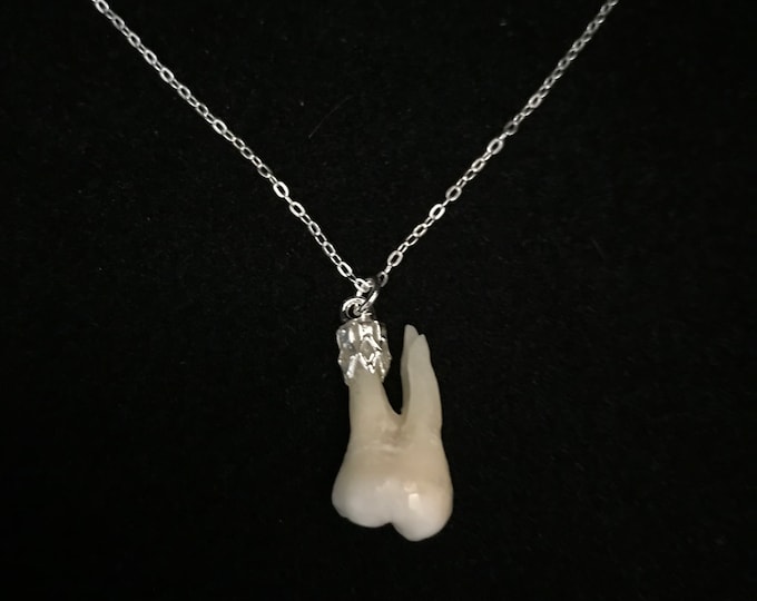 Real Human Molar Tooth on Sterling Silver 20" Chain//dainty Tooth ...