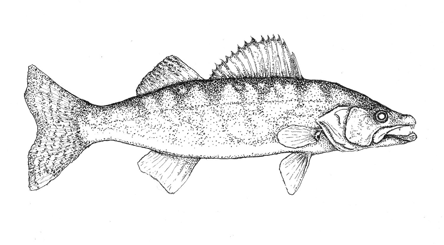 Walleye Print - Etsy