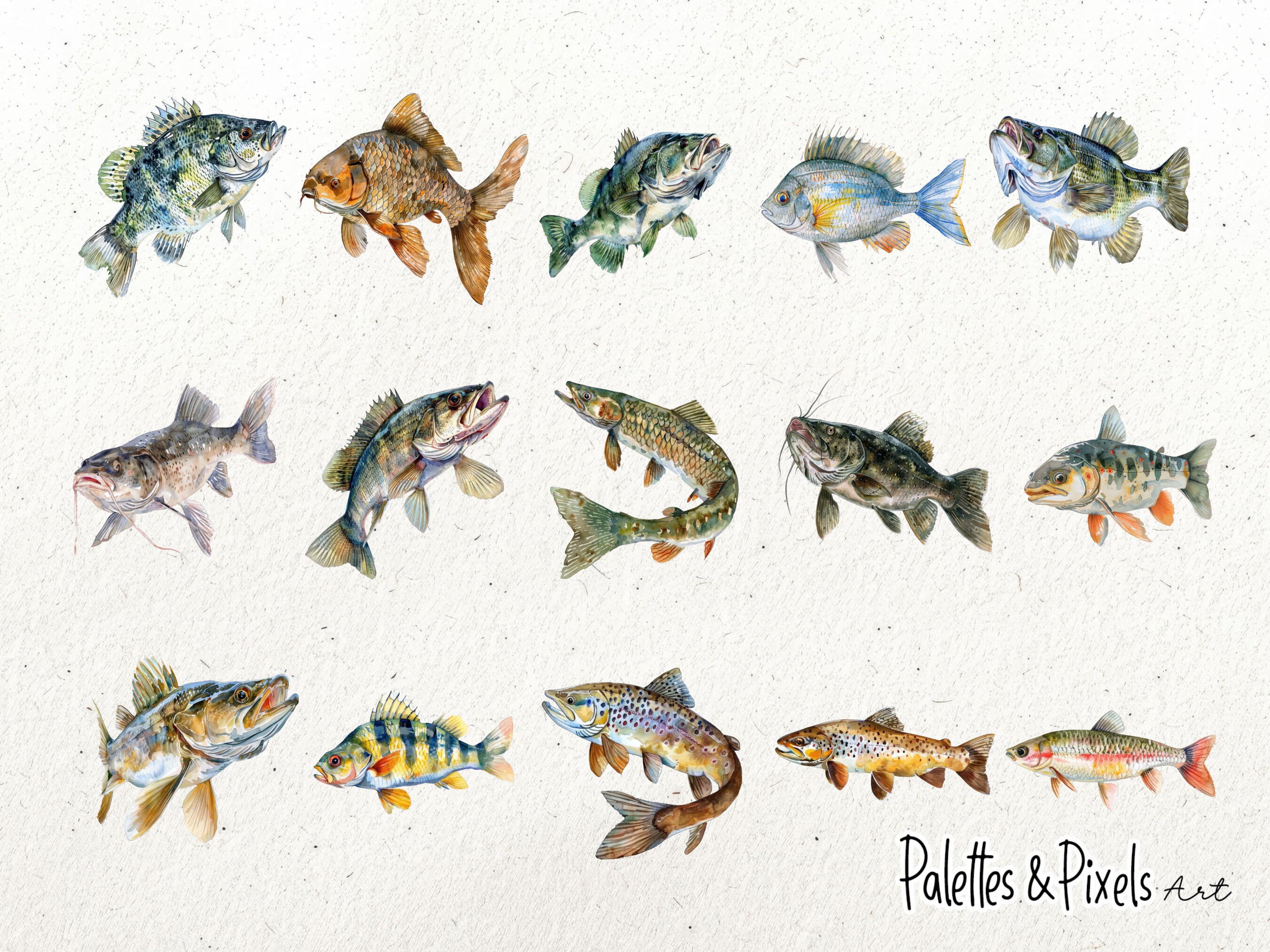 Freshwater Fish Clipart Bundle, Fishing Clipart Commerical Use PNG - Etsy