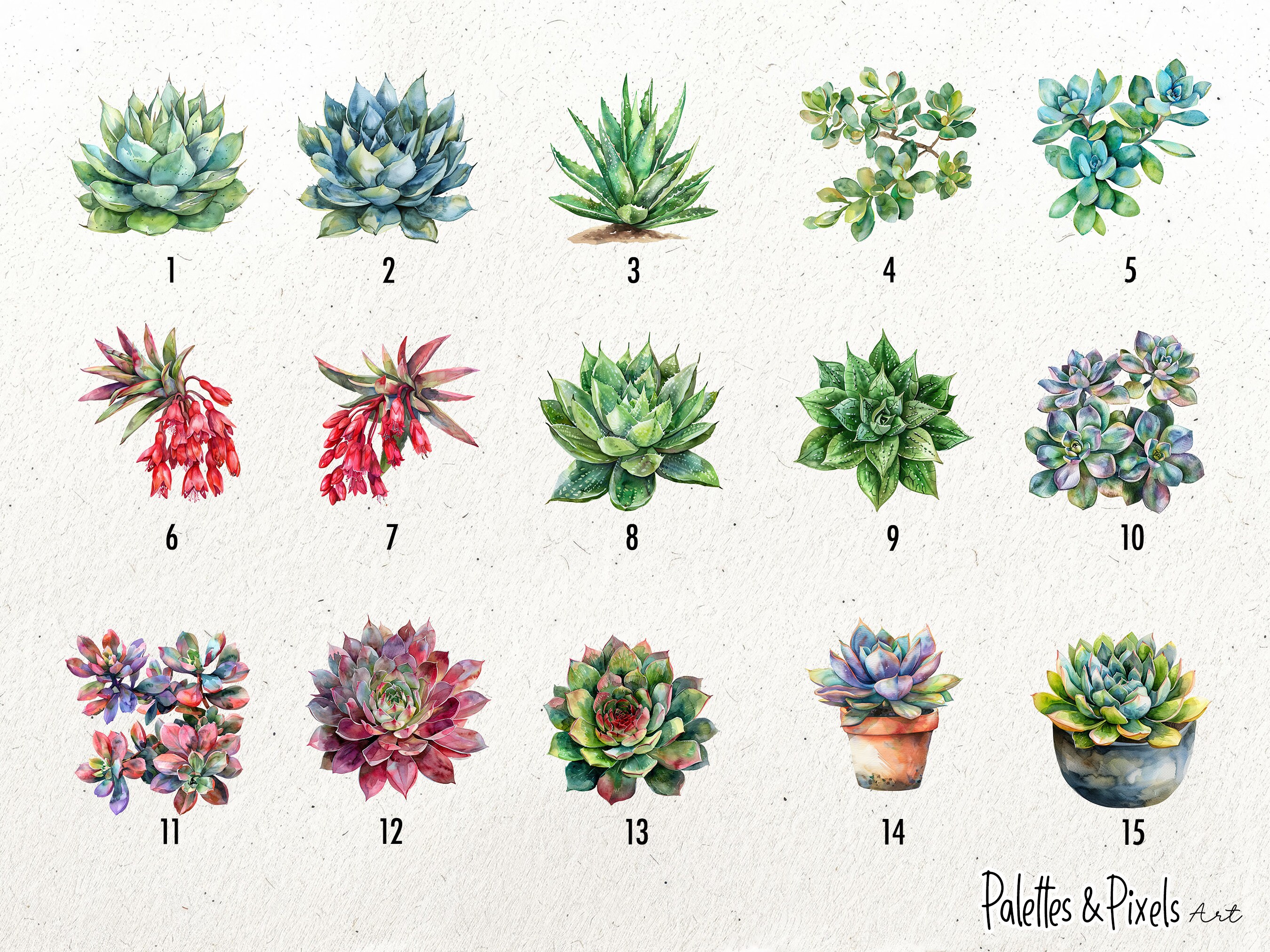 Succulent Plants Digital Clipart Bundle, Commerical Use Digital ...