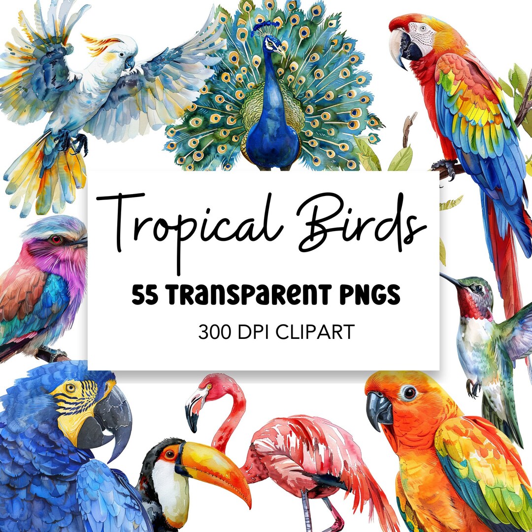 Tropical Birds Clipart Bundle, Digital Download Commerical Use Art, PNG ...
