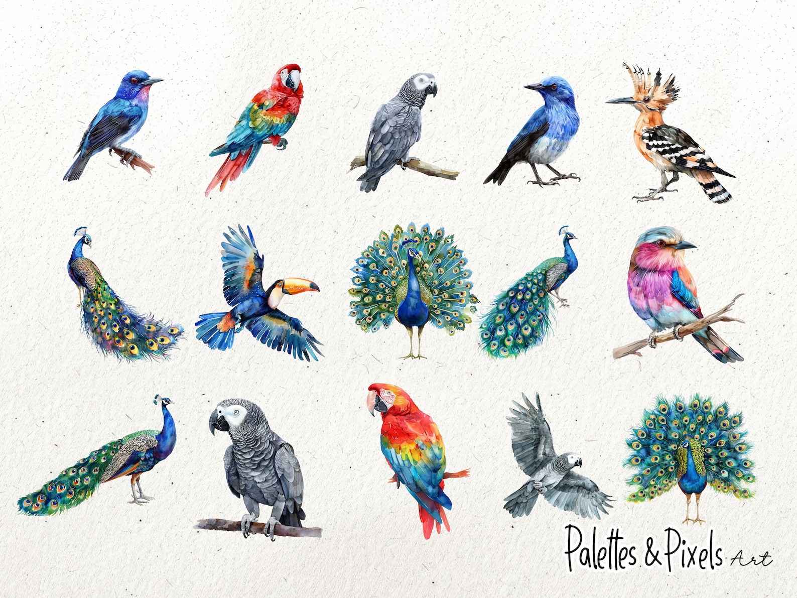 Tropical Birds Clipart Bundle, Digital Download Commerical Use Art, PNG ...