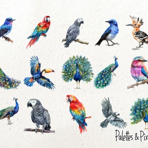 Tropical Birds Clipart Bundle, Digital Download Commerical Use Art, PNG ...