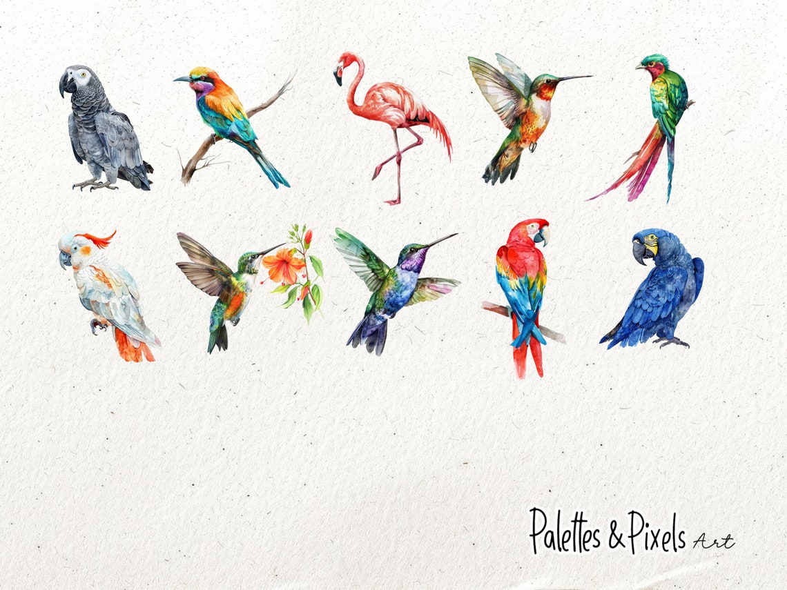 Tropical Birds Clipart Bundle, Digital Download Commerical Use Art, PNG ...