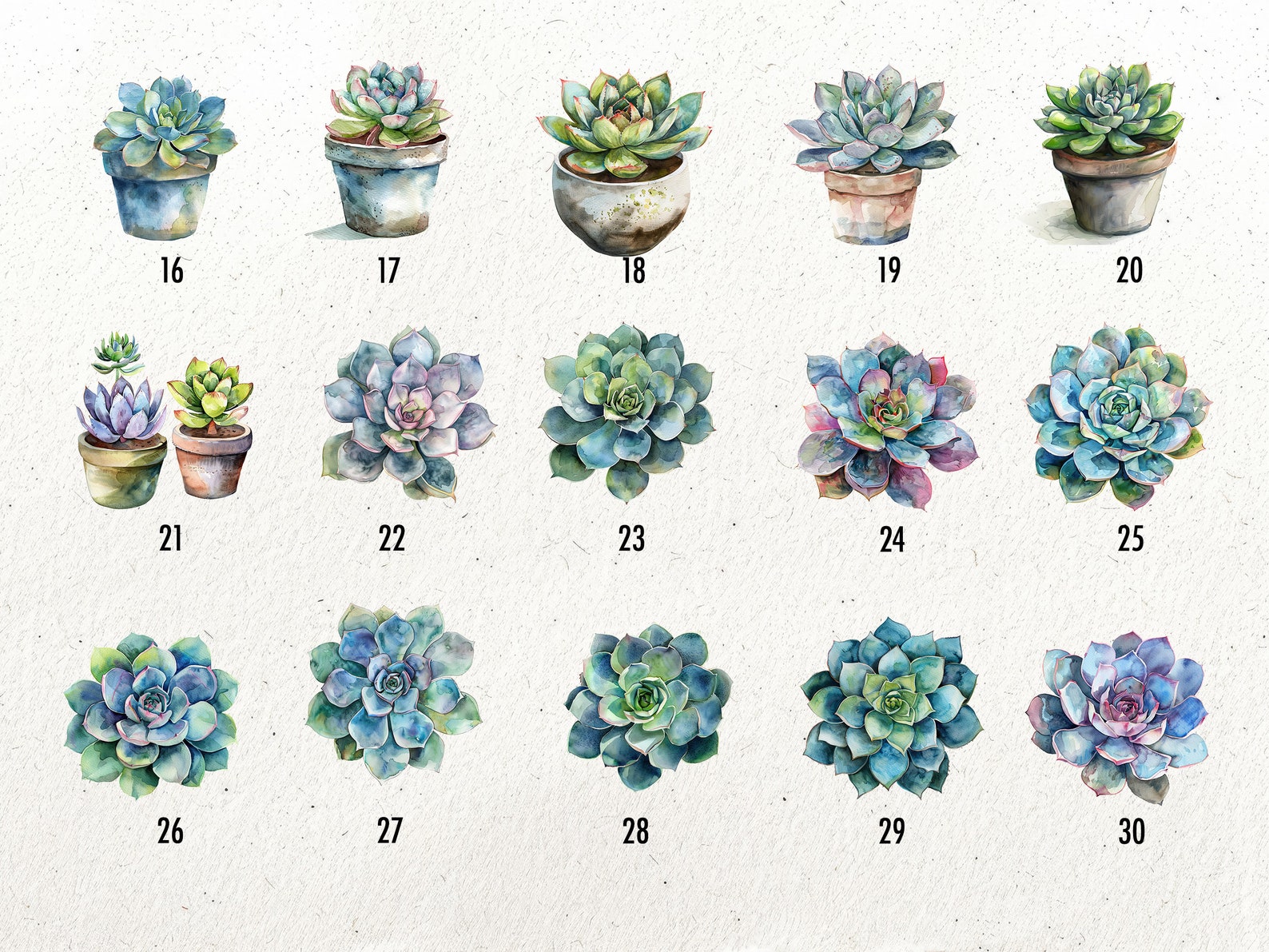 Succulent Plants Digital Clipart Bundle, Commerical Use Digital ...