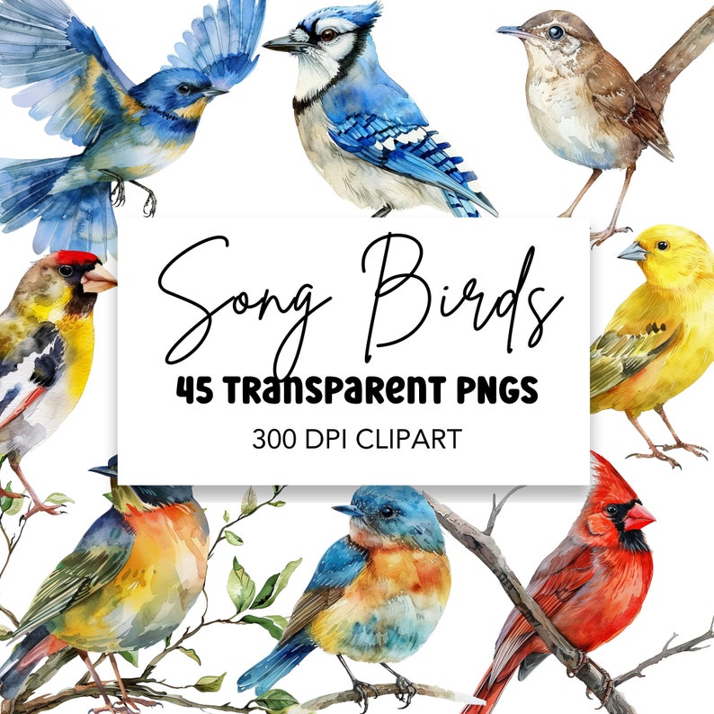 Songbird Clipart Bundle, Digital Download Commerical Use Art, PNG Clip ...