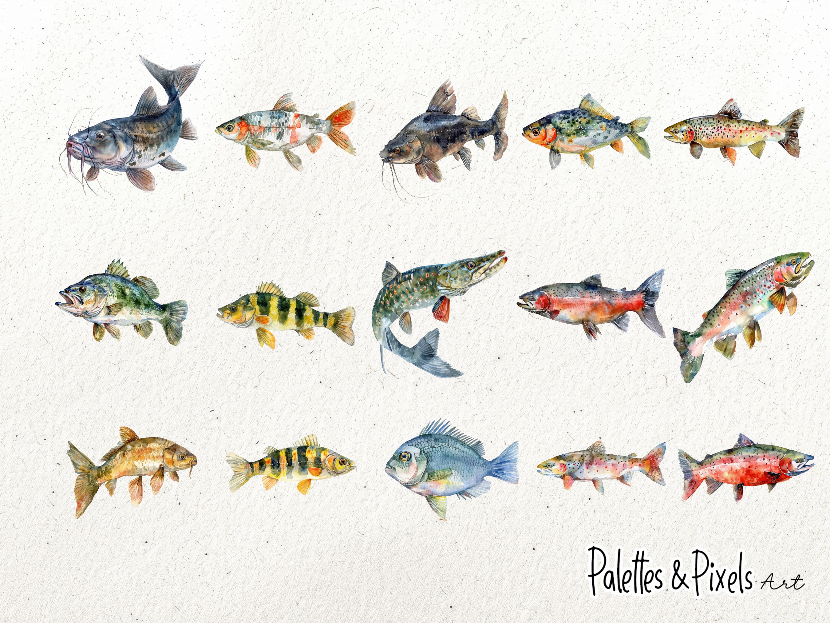 Freshwater Fish Clipart Bundle, Fishing Clipart Commerical Use PNG - Etsy