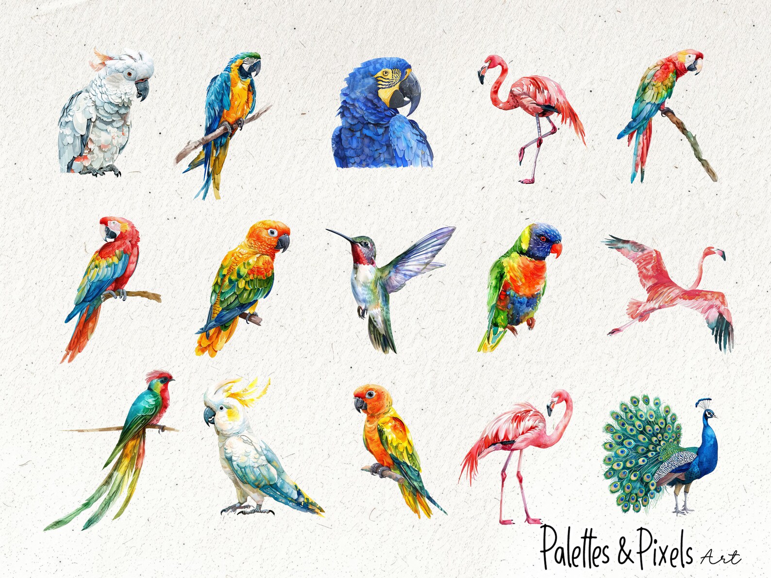 Tropical Birds Clipart Bundle, Digital Download Commerical Use Art, PNG ...