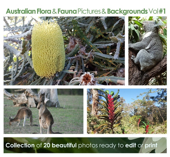 Australian Plants And Animals