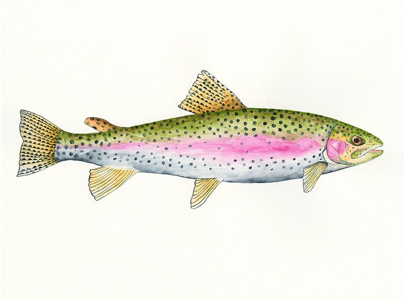 Rainbow Trout Fish Painting Art Print - Etsy