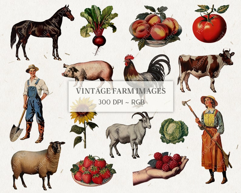 Vintage Farm Clip Art | Antique Clip Art | Food Illustrations | Animal ...