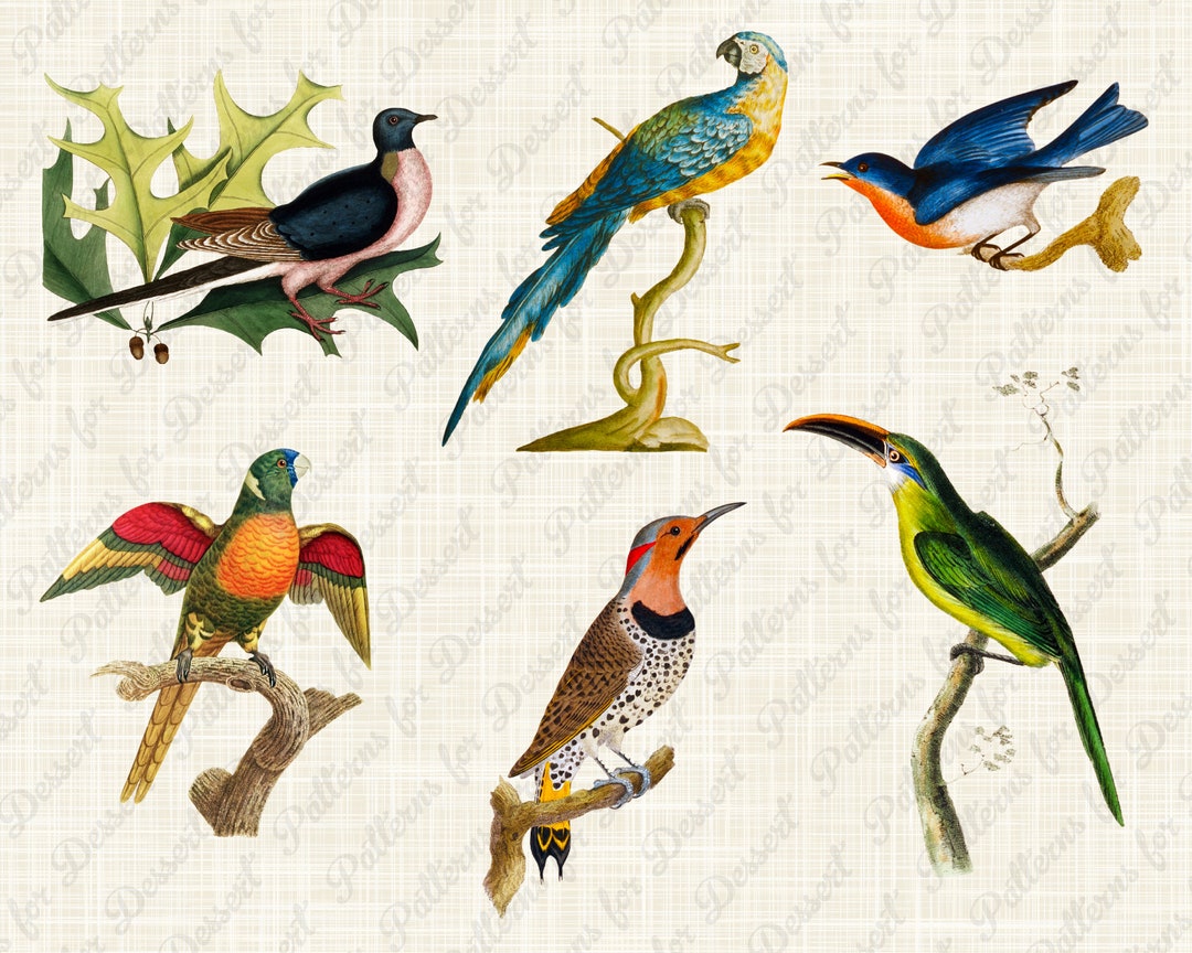 Antique Bird Clip Art: Vintage Clip Art, Scrapbook Elements, Vintage ...