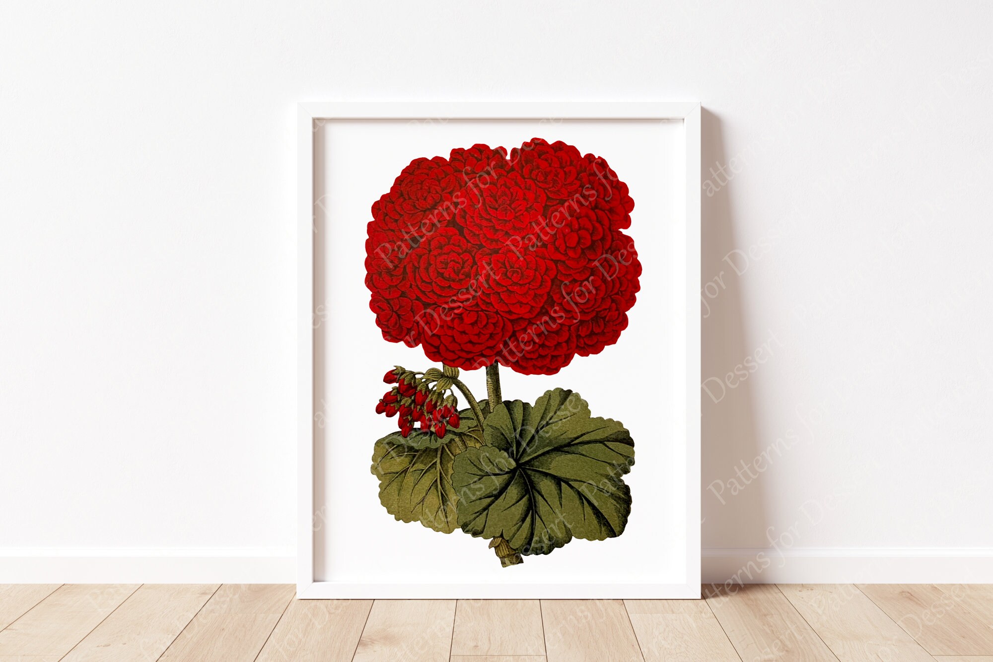 Red Geraniums Clip Art