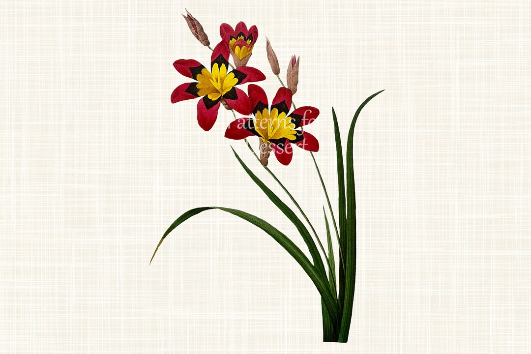 Vintage Red Ixia Flower Clip Art: Vintage Flowers, Antique Flowers ...