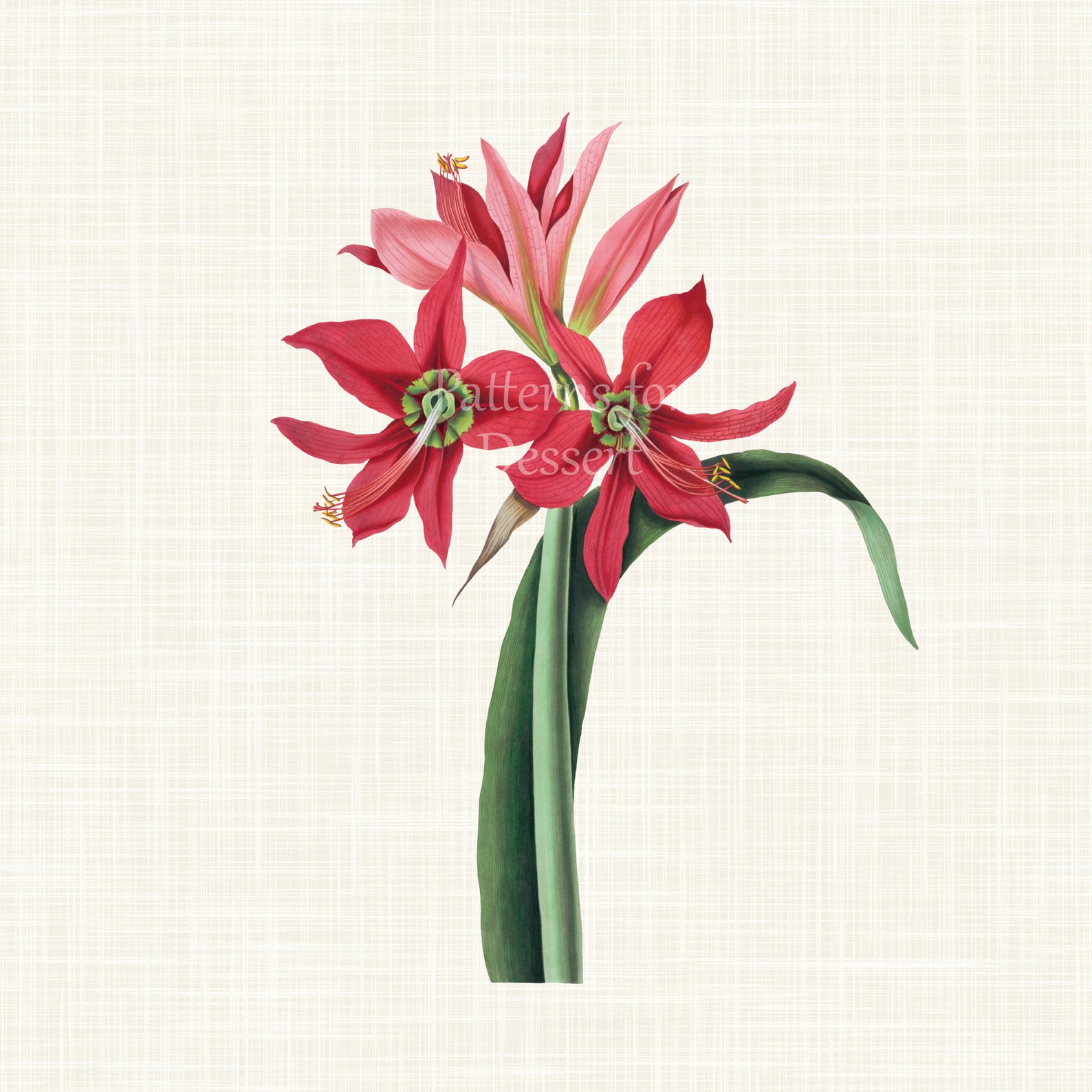 Red Amaryllis Flower Clip Art: Vintage Flowers, Antique Flowers ...
