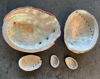 Rare Red Abalone Shell - Etsy