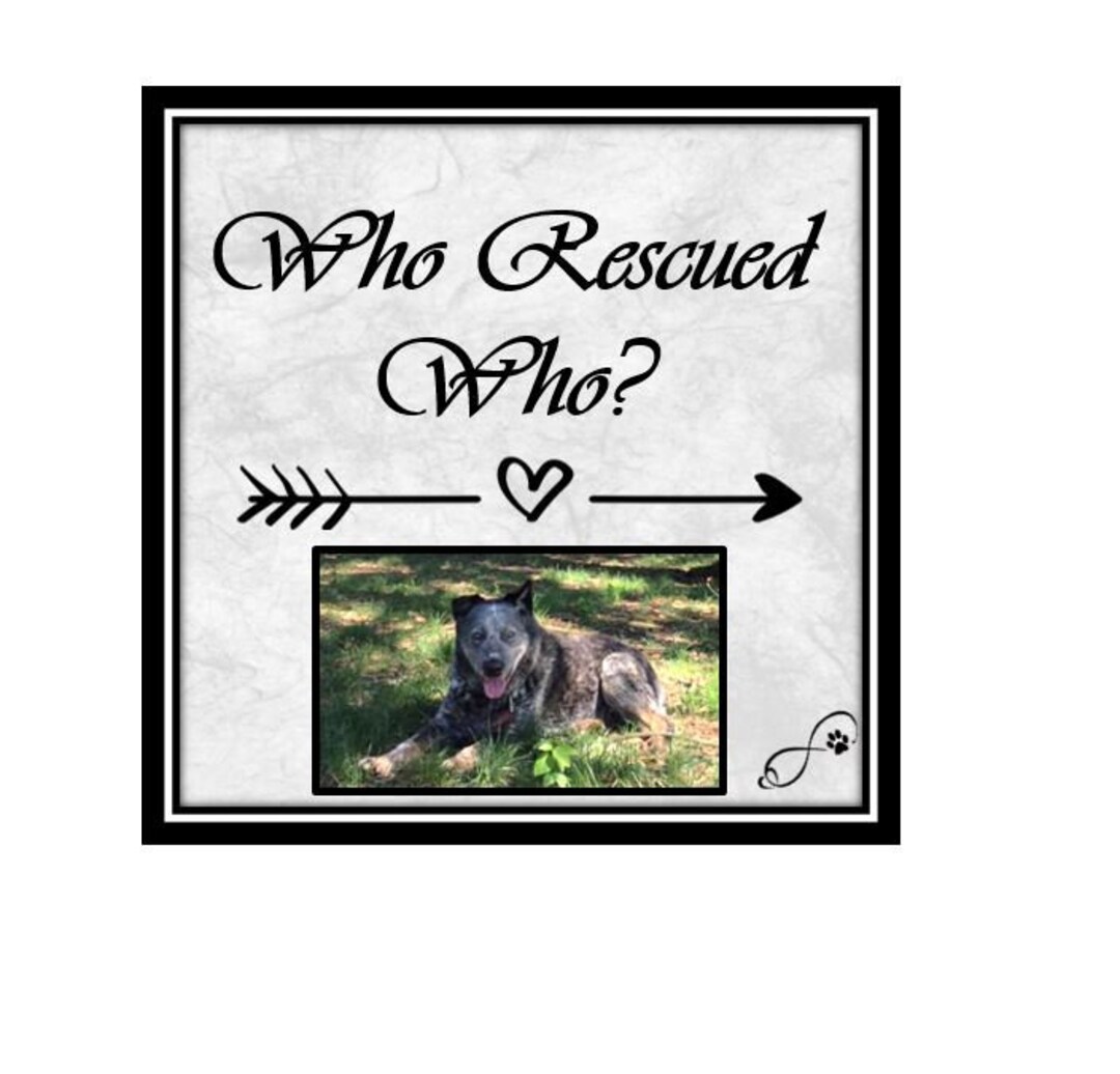 Who Rescued Who Sign Foster Dog Cat Personalized Photo Custom Pet Horse ...
