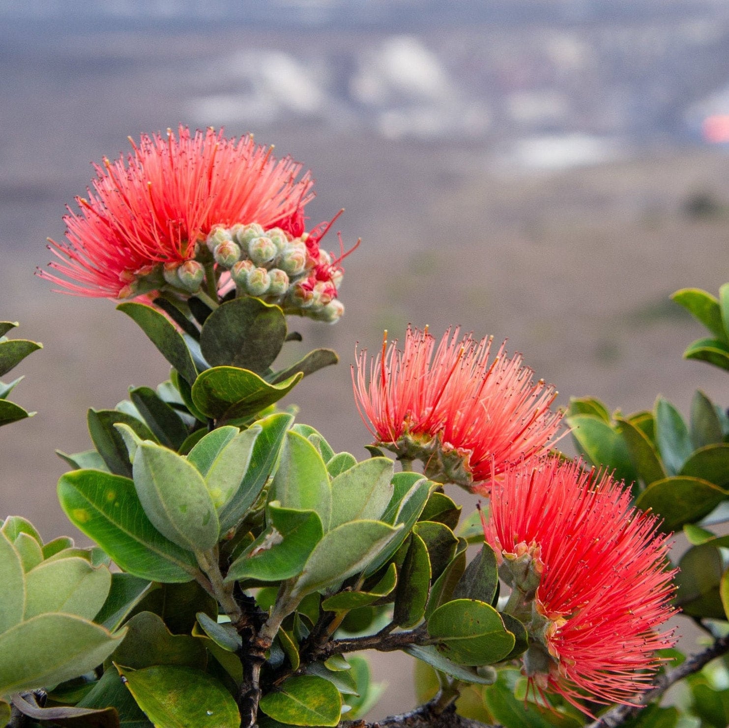 Large Silver Lehua Earrings, ʻŌhiʻa Lehua Blossoms, Hawai'i Flower ...