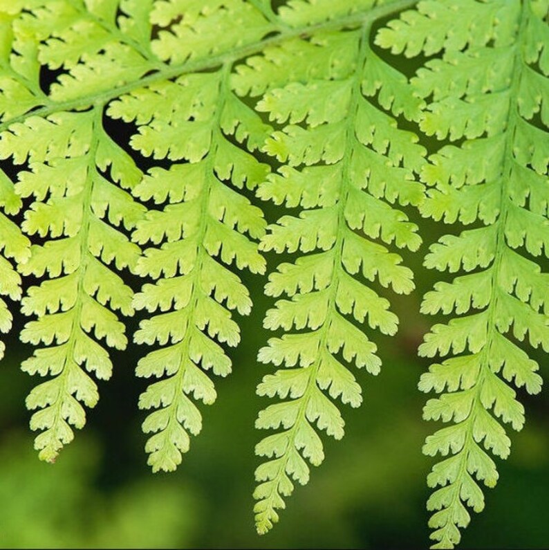 Palapalai Fern Earrings Fern Leaf Earrings Hawai'i Fern - Etsy