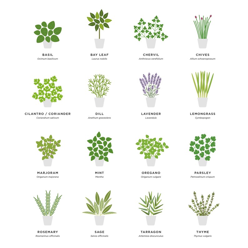 Herbs Guide Print Kitchen Herb Prints Herb Poster Botanical | Etsy