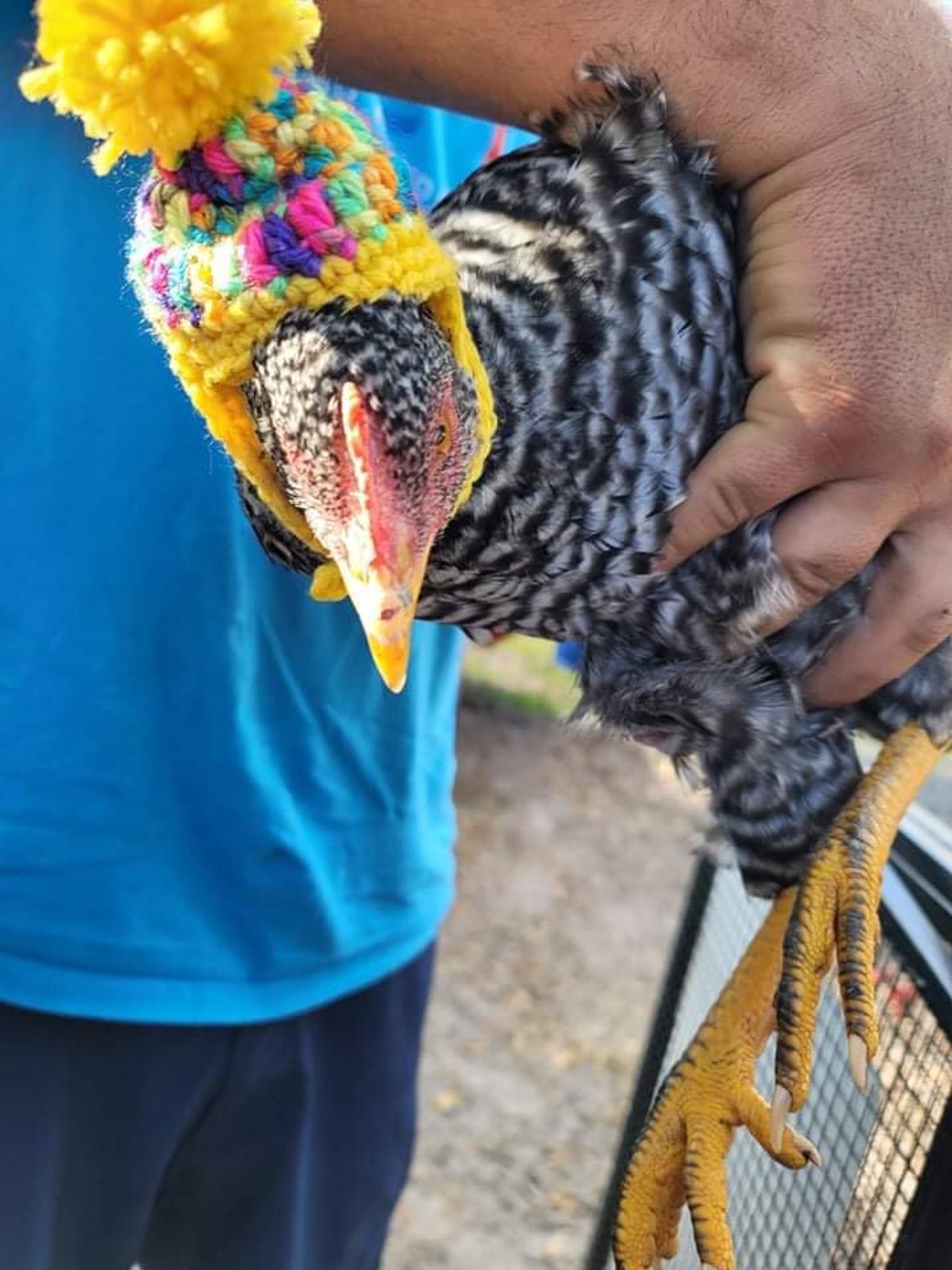 Chicken Hats-yep Its A Thing - Etsy
