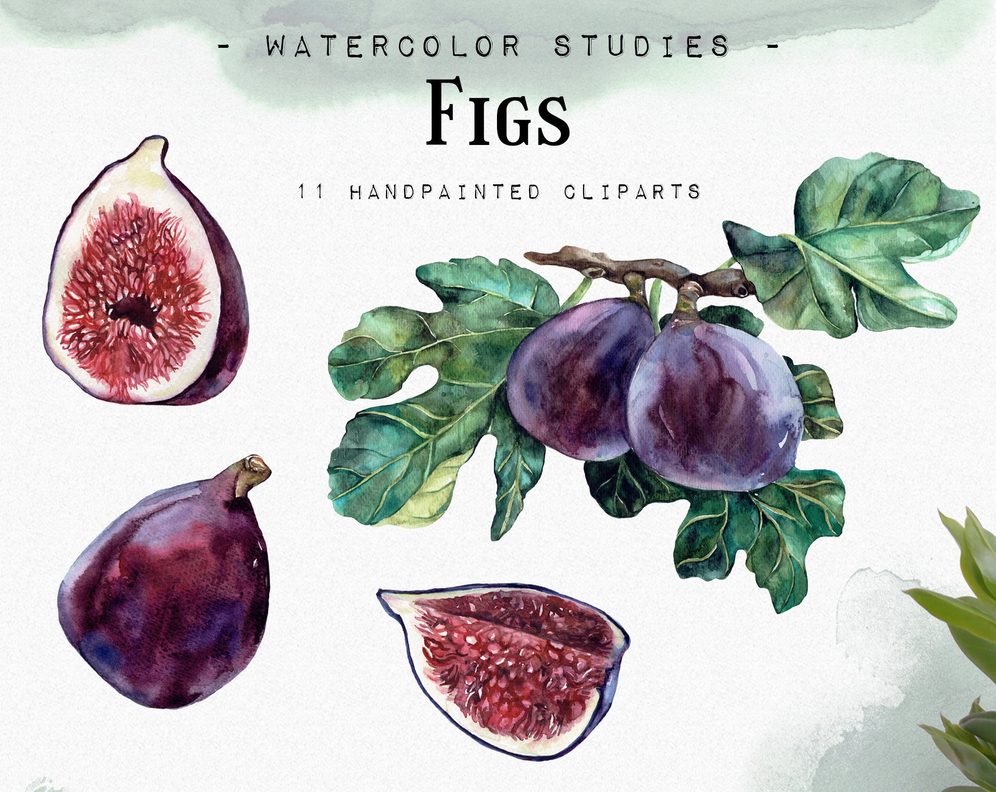 Figs Watercolor Studies Fruits Watercolor Clipart Vegan Food - Etsy