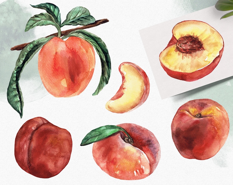 Peaches Watercolor Studies Fruits Watercolor Clipart Vegan | Etsy