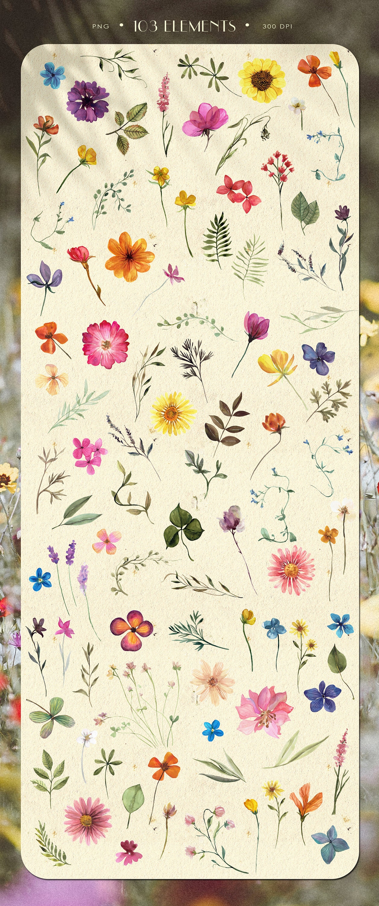 Pressed Flowers Elements Floral Watercolor - Dried Flowers, Herbs ...