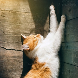 Lazy cat Instant Digital Download Art Photography Printable | Etsy