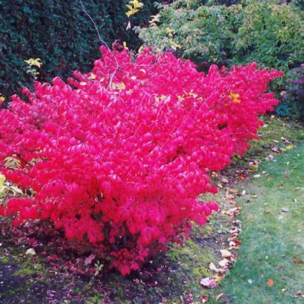 Burning Bush Live Plant - Etsy