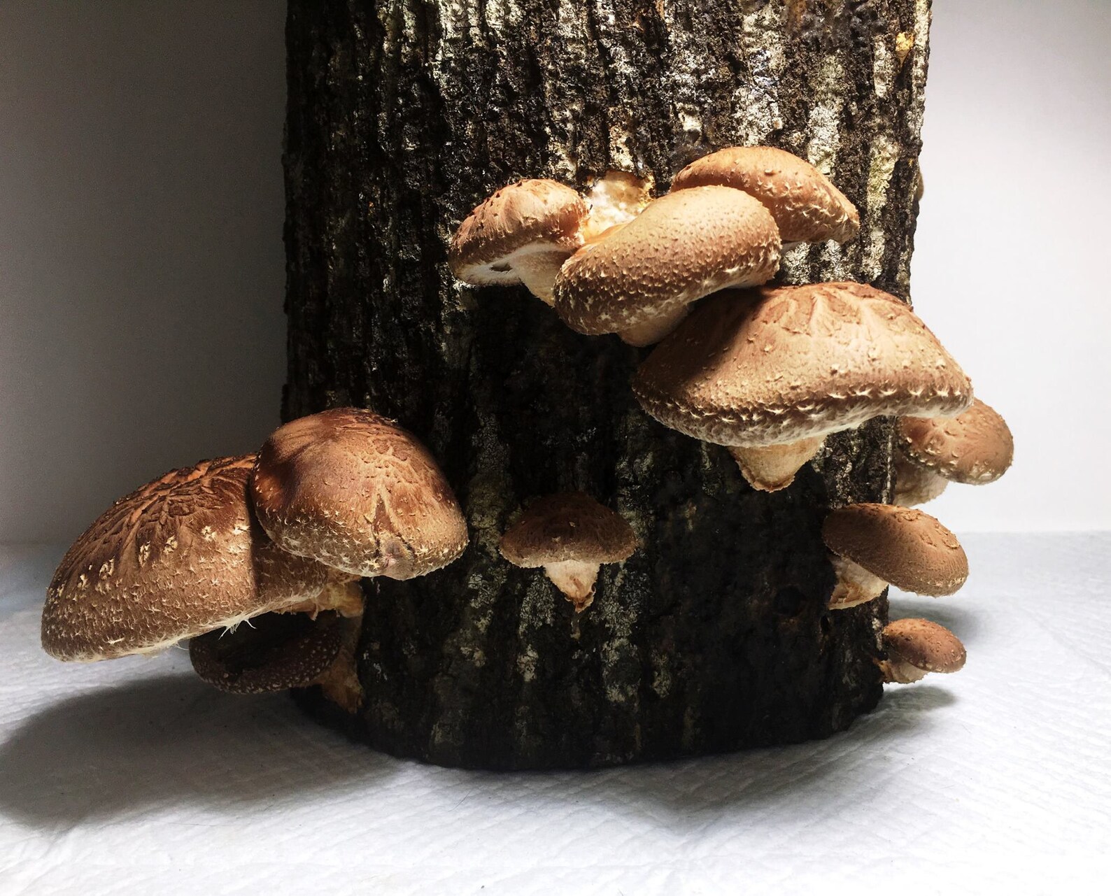 Shiitake 3xs Mushroom Logs Natural HAND Shiitake Mushroom Logs | Etsy