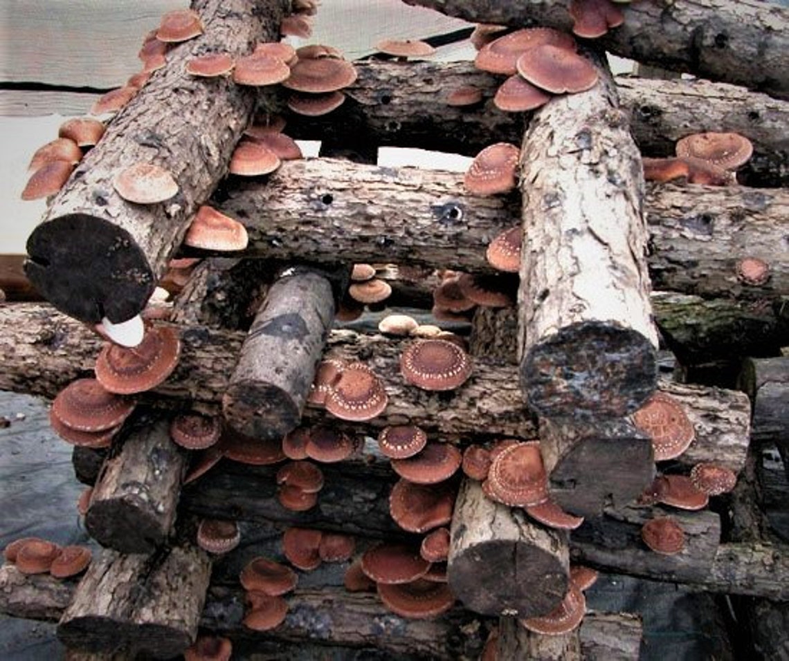 Shiitake 3xs Mushroom Logs Natural HAND Shiitake Mushroom Logs | Etsy