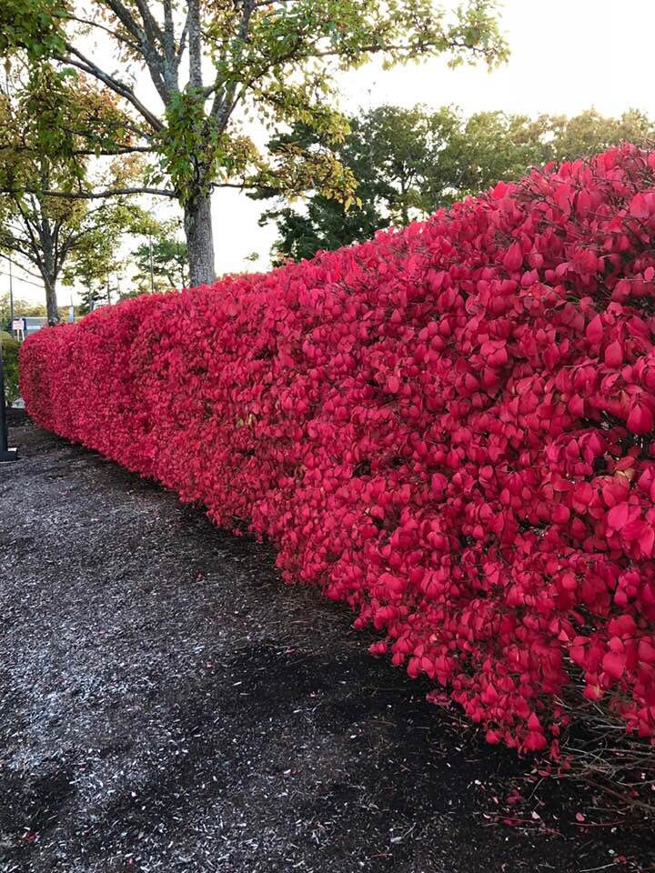 Dwarf Burning Bush Hedge